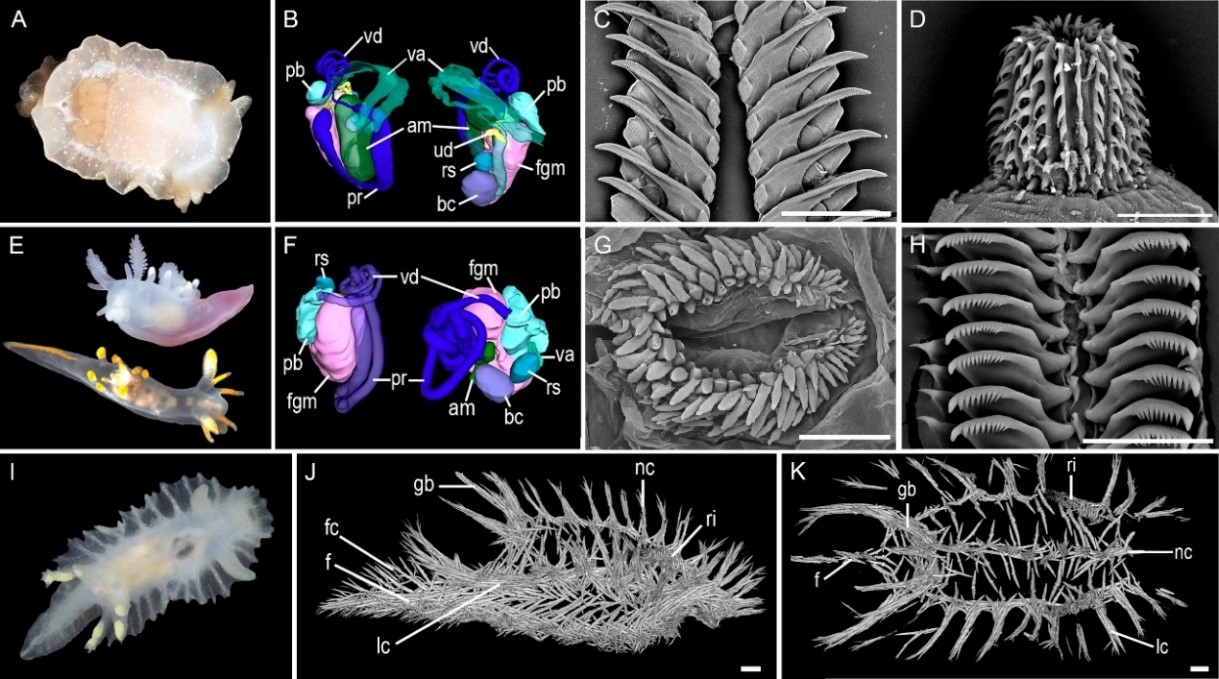 The colorful and diverse world of nudibranchs - The Systematics Association